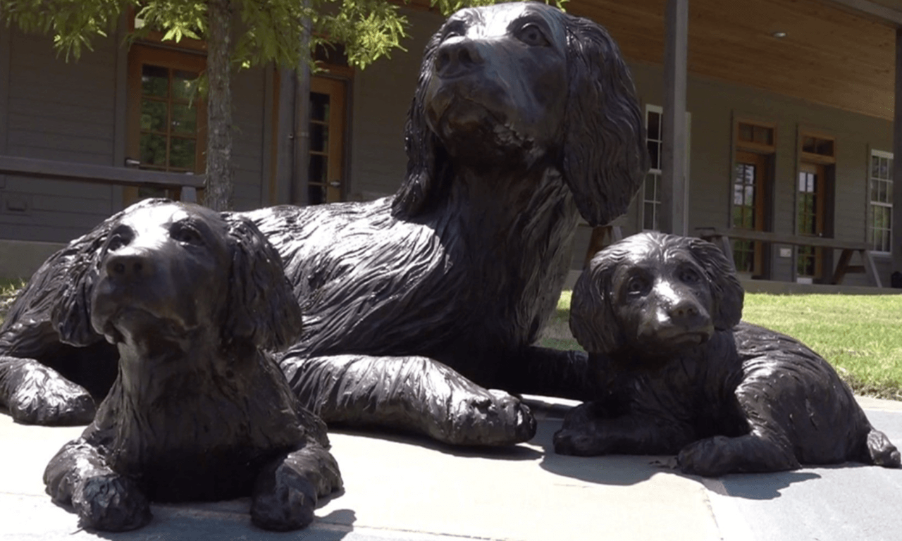Boykin Spaniel Week - Experience Camden, South Carolina